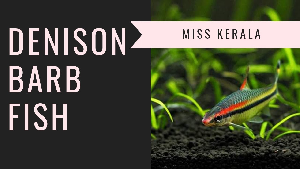 Denison Barb fish Price in India// Barb fish variety// Miss kerala ...
