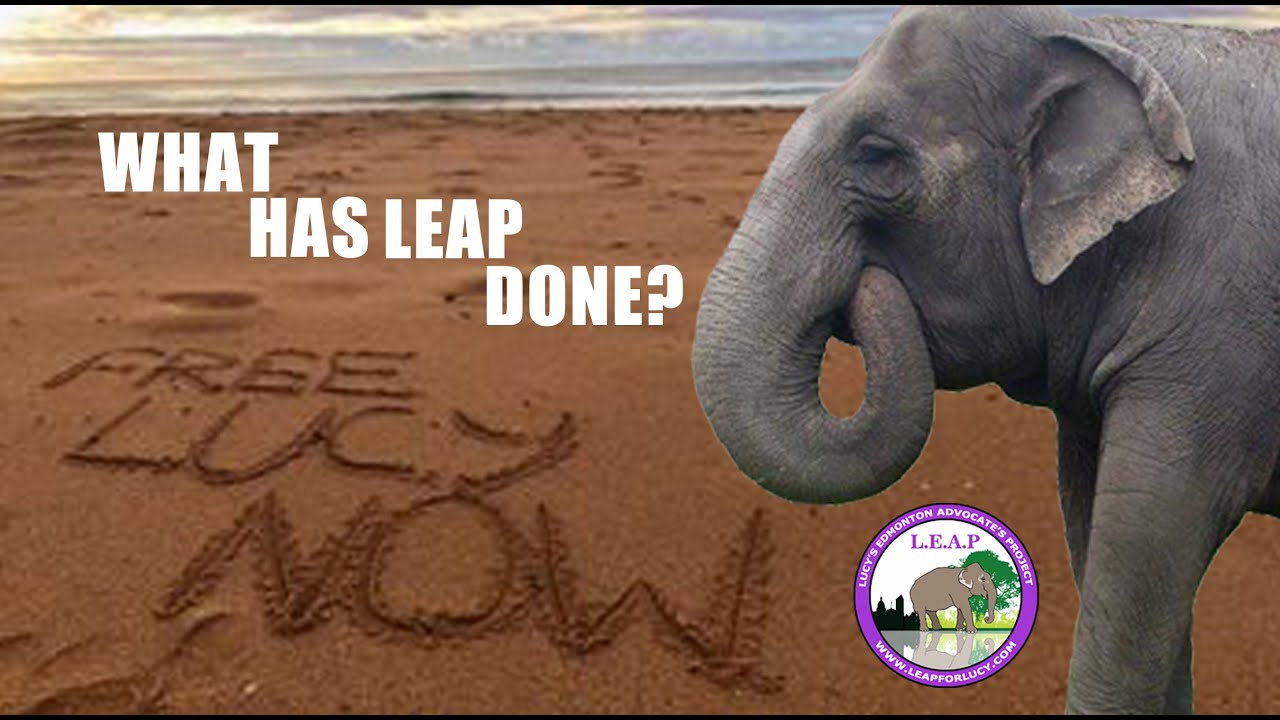 What Has LEAP Done? (Updated) - YouTube