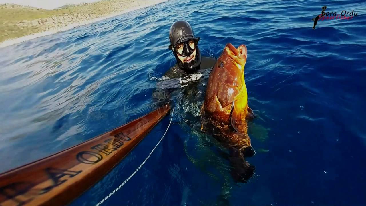 pescasub big grouper rofos orfos sargus sargoz grida - YouTube