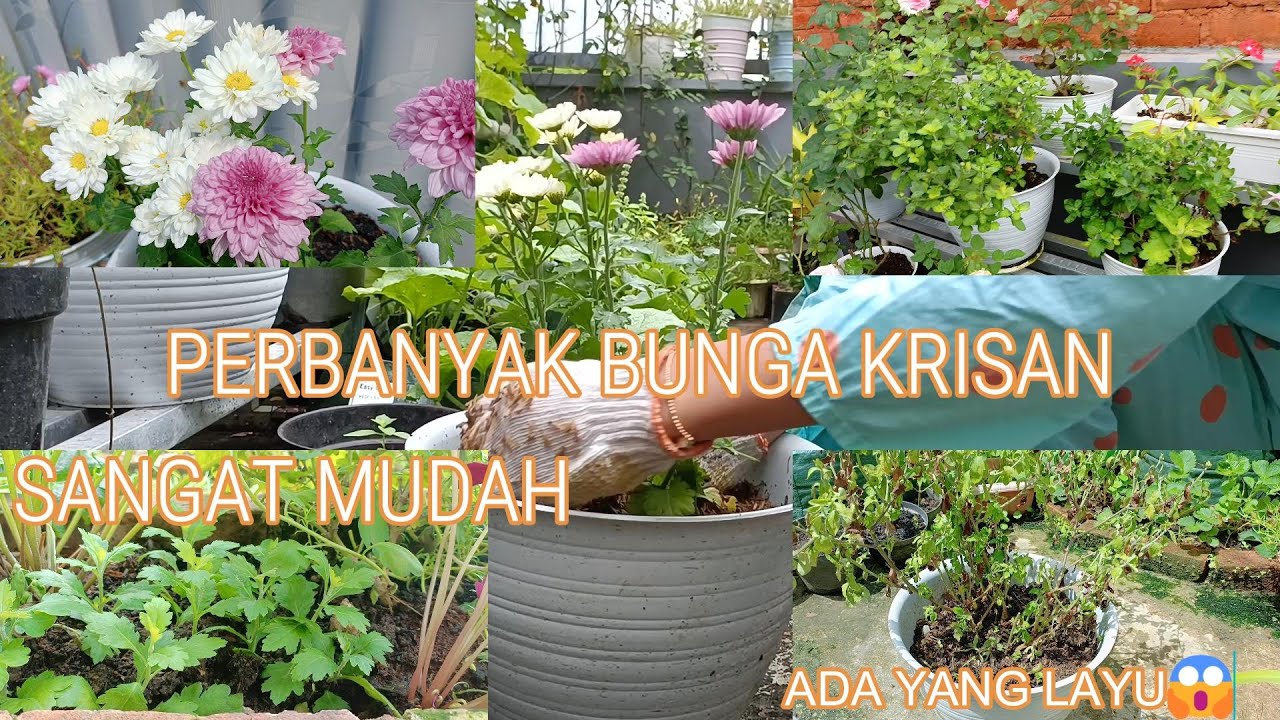 Cara Mudah Perbanyak Bunga Krisan yang di beli | Stek Bunga Krisan ...