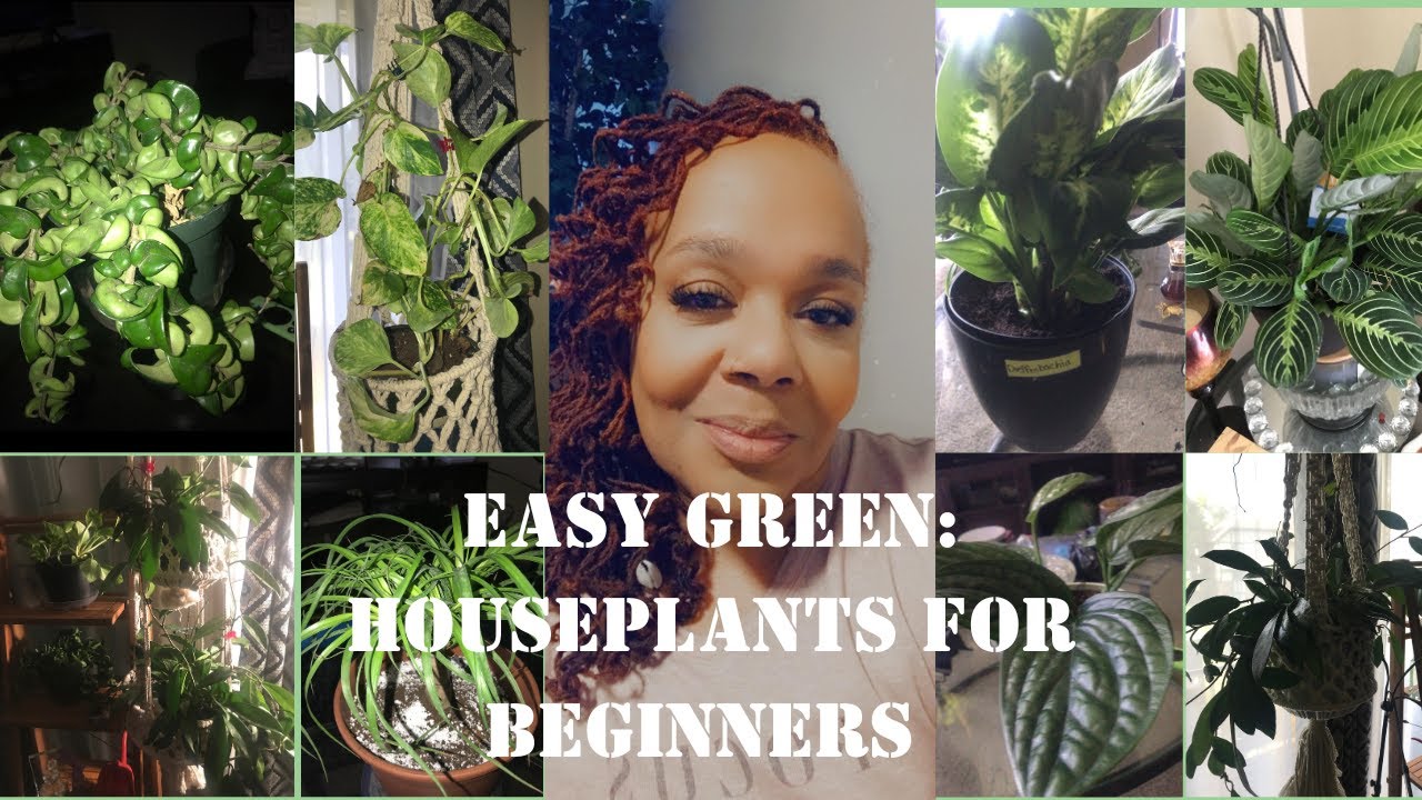 Showcasing My Tabletop House plants - YouTube