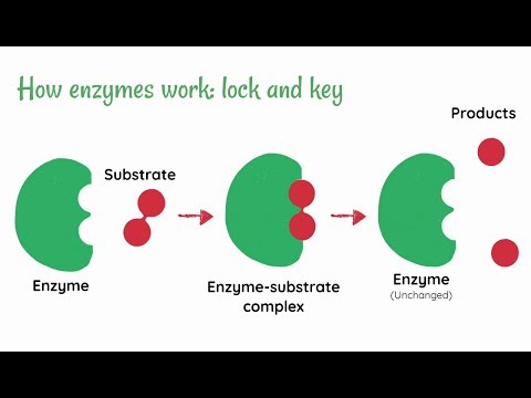 What Happens To Enzymes When They Are Heated
