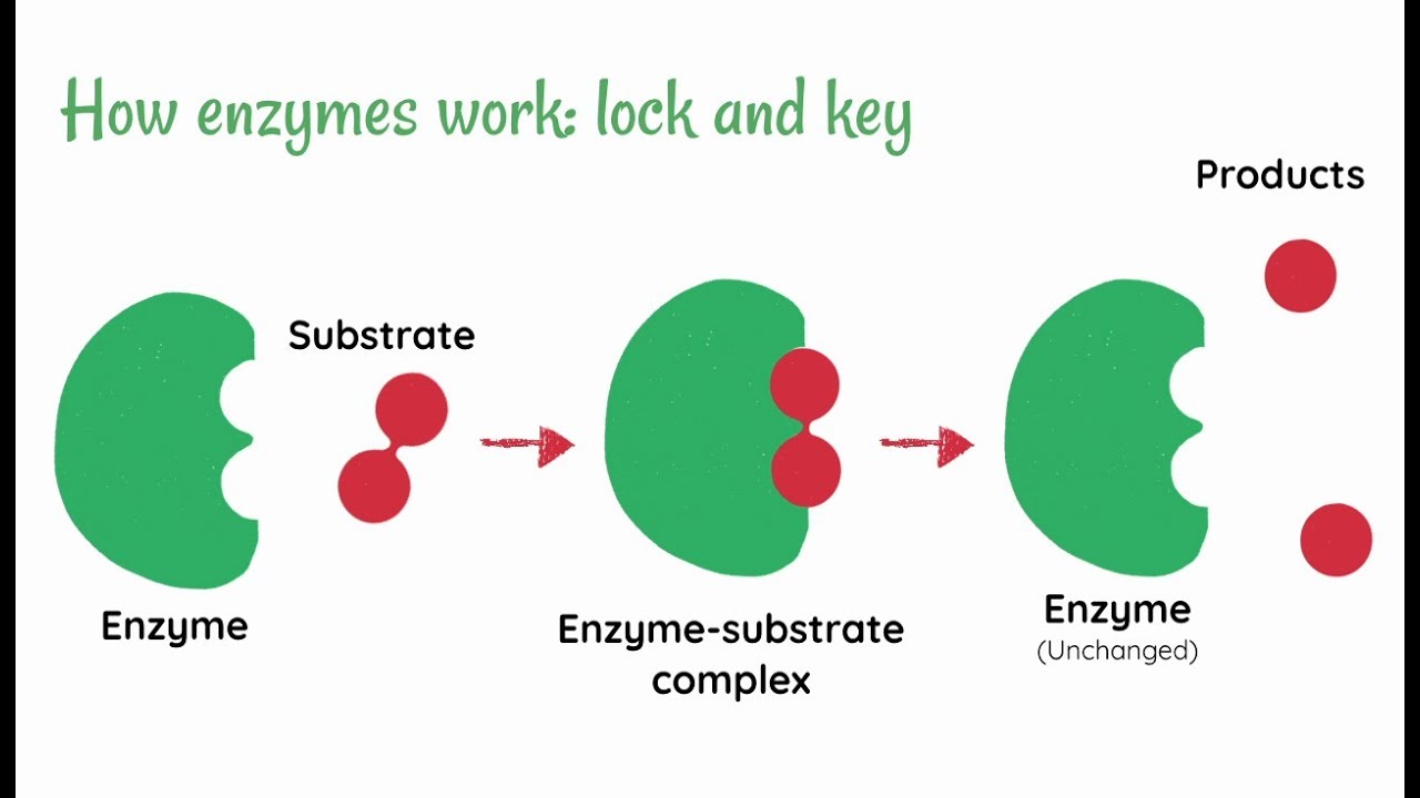Enzymes - YouTube