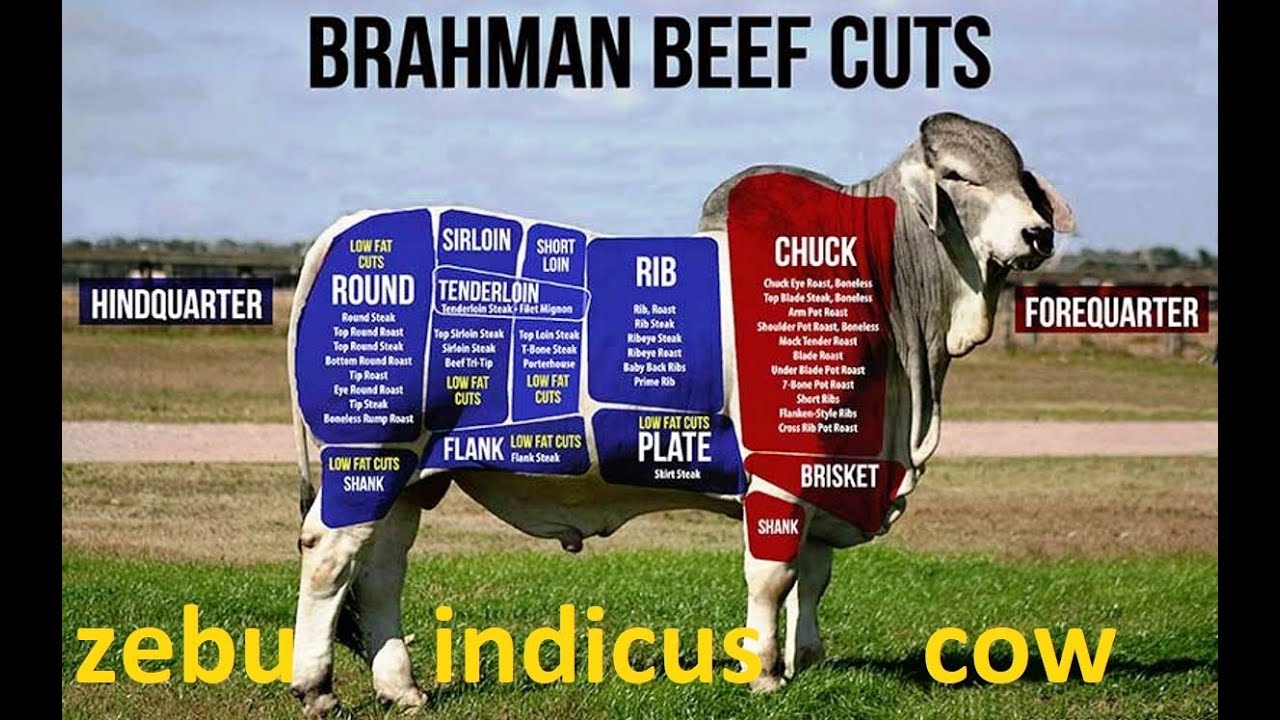 BEEF BREED LIMOUSIN n brahman n indubrazil for intensive rearing . BULL ...