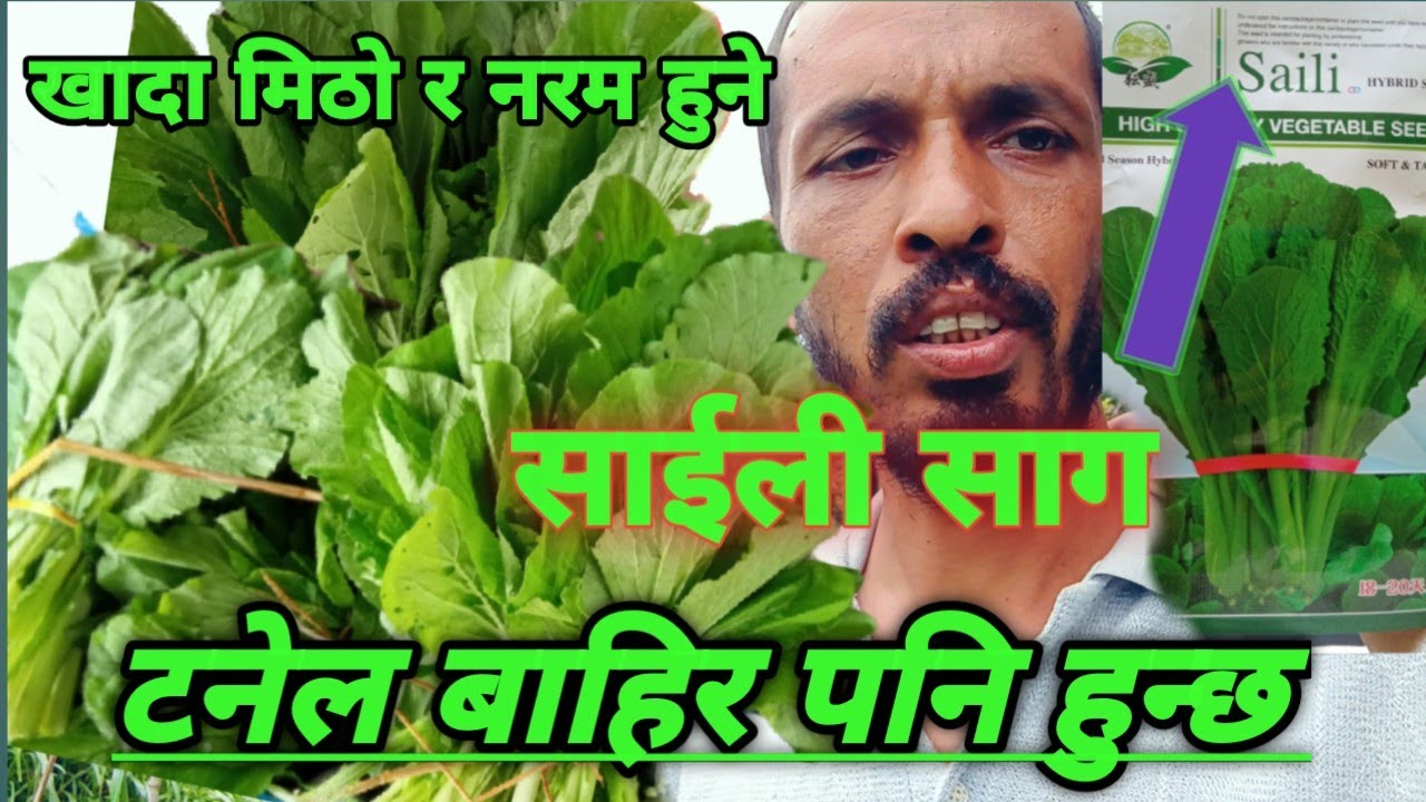 साग साईली खादा मीठो नरम हुने सबैले खोज्ने बर्खामा पनि हुने व्यावसायिक ...