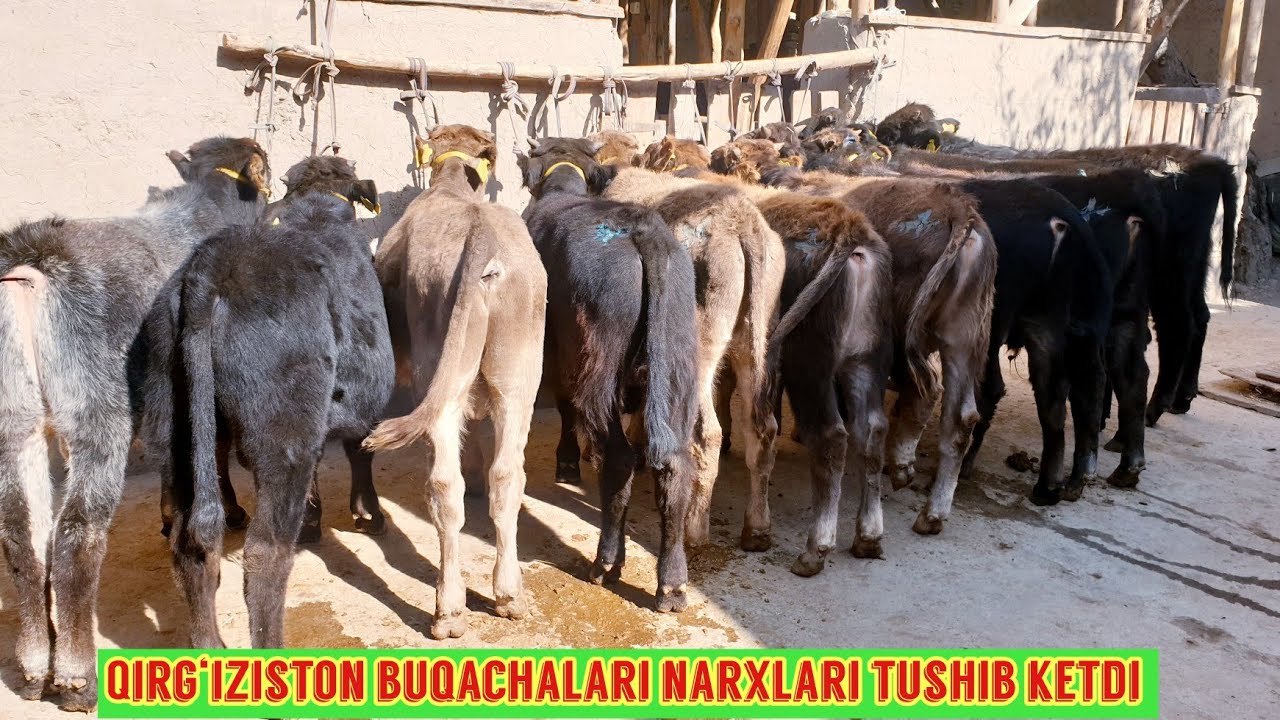 Otabek buqachalarni narxlarini arzonlatib yubordi. - YouTube