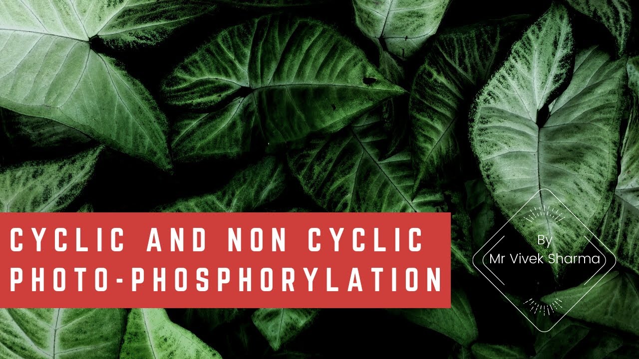 Cyclic and Non-Cyclic Photo-Phosphorylation | By Mr Vivek Sharma ...