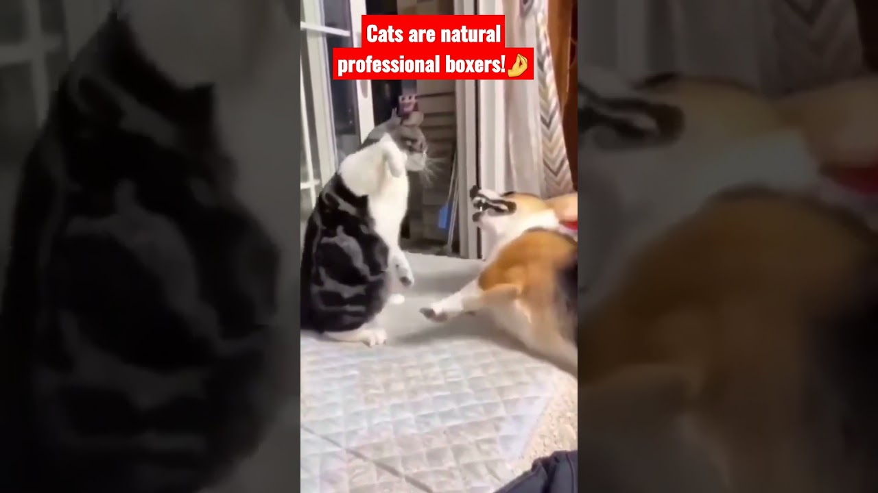 Cat beat the dog like a professional boxer!!😂🤐 #cats #boxing #dogs # ...