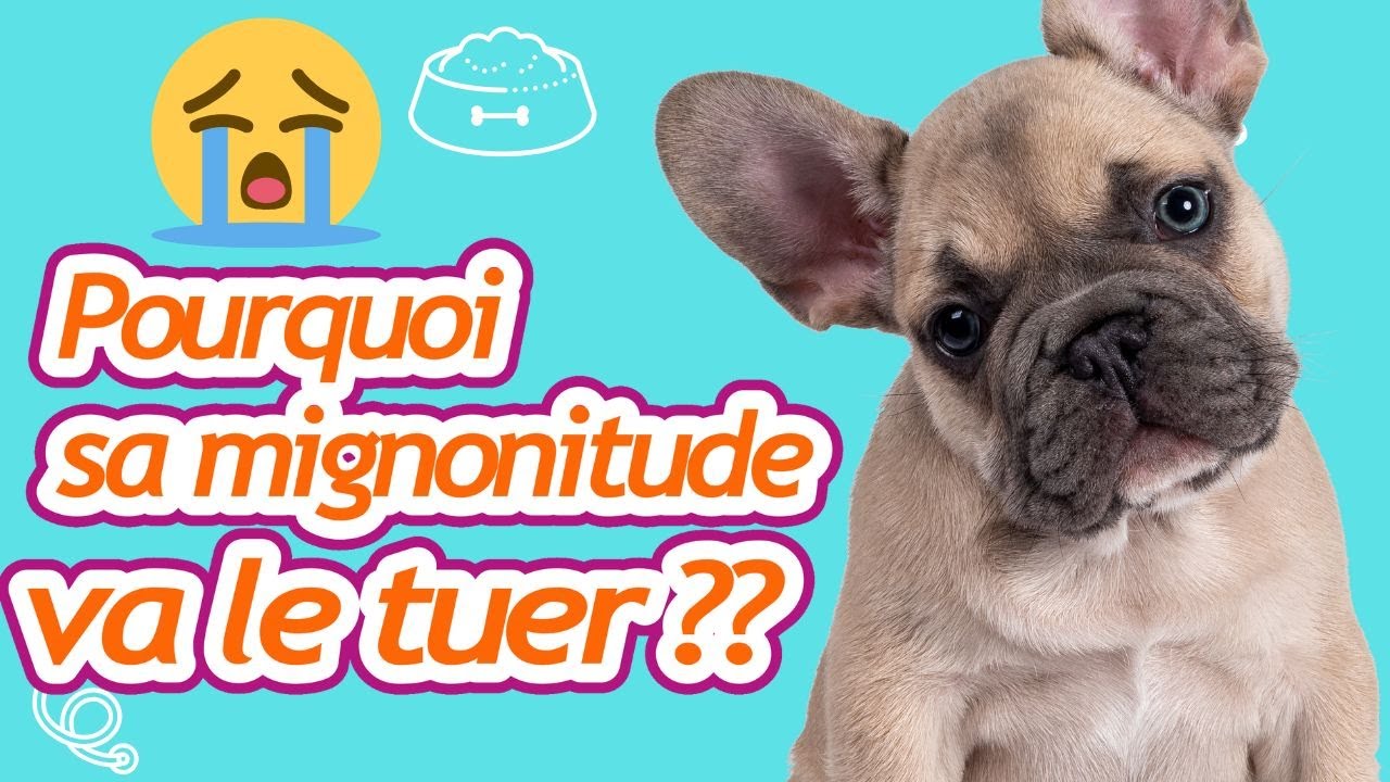 Danger des HYPERTYPES chez le CHIEN : pourquoi leur mignonitude va les ...