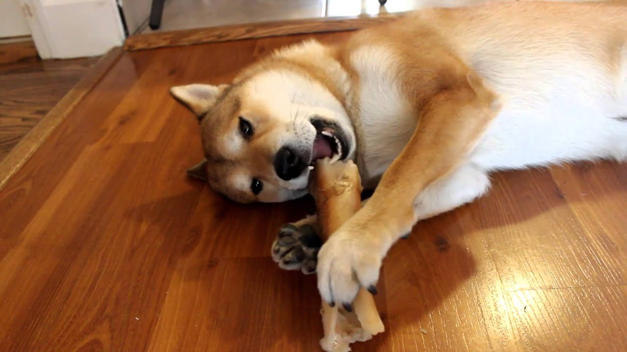 Are Bones Easily Digested By A Shiba Inu
