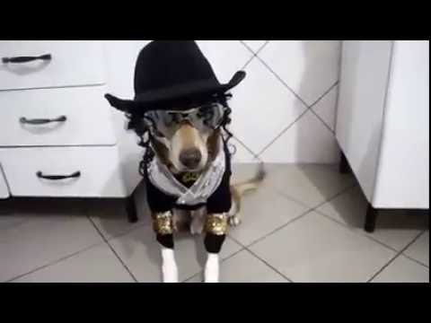 Dog dressed like Michael Jackson - Awesome video ( TRIBUTE ) - YouTube