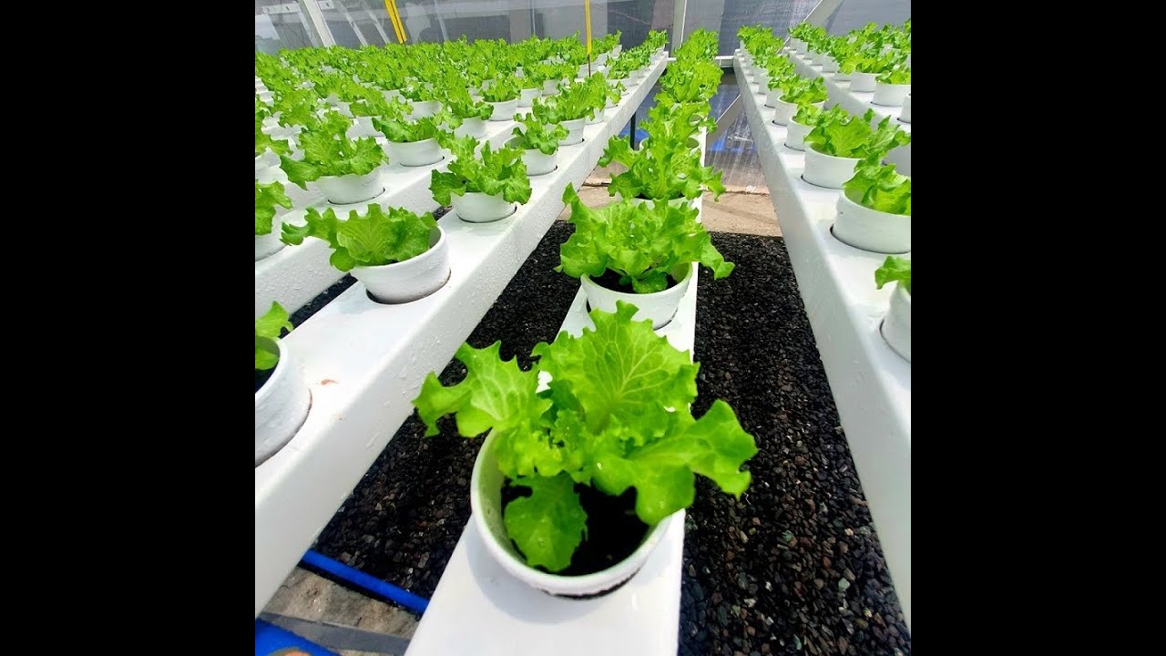 Oikos Village Demo Crop | Olmetie RZ Batavia | Oct 2021 - YouTube