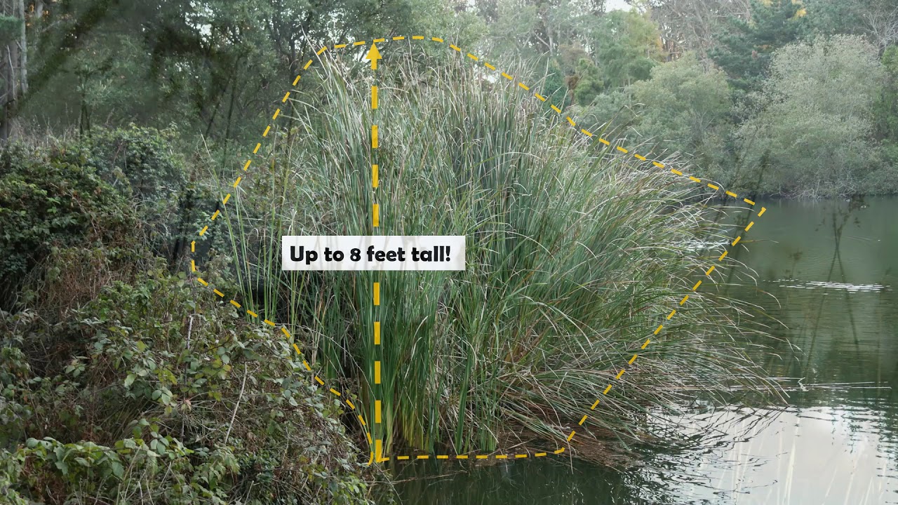 Neighborhood Nature: Tule reed - YouTube