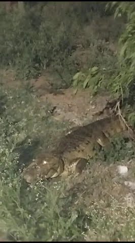 #Jacaré #alagarto #crocodilo. - YouTube