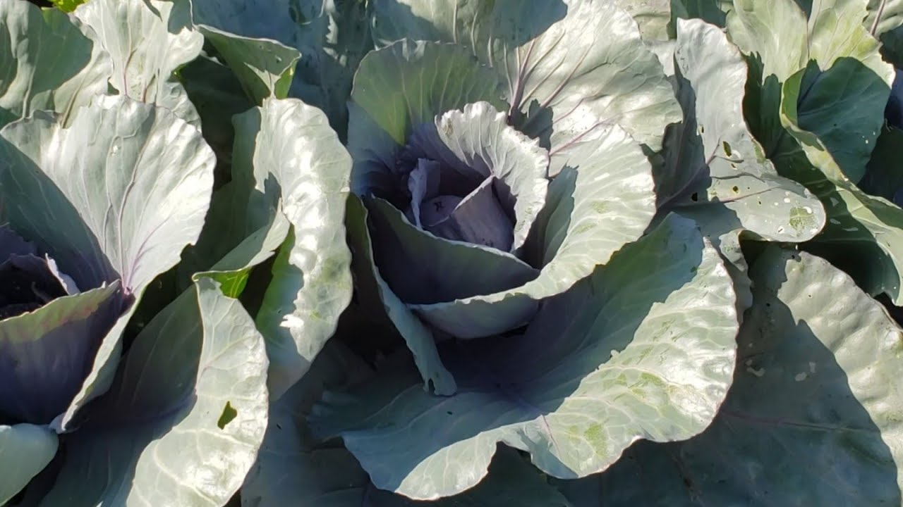 SHEDWARS21: RUBBY RED PERFECTION CABBAGE TIPS AND TRICKS - YouTube