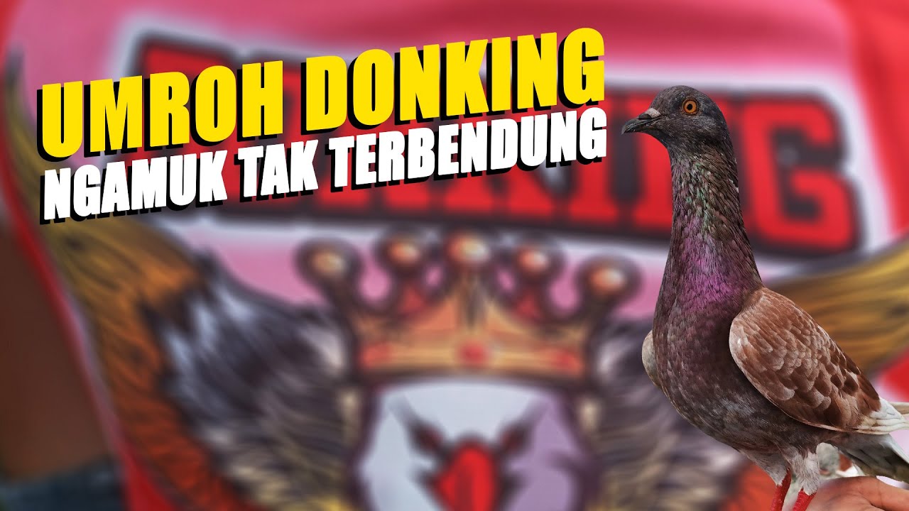 TEAM DONKING KEMBALI NGAMUK DI LAPAK MERPATI KOLONG SOUL CITY SERANG ...