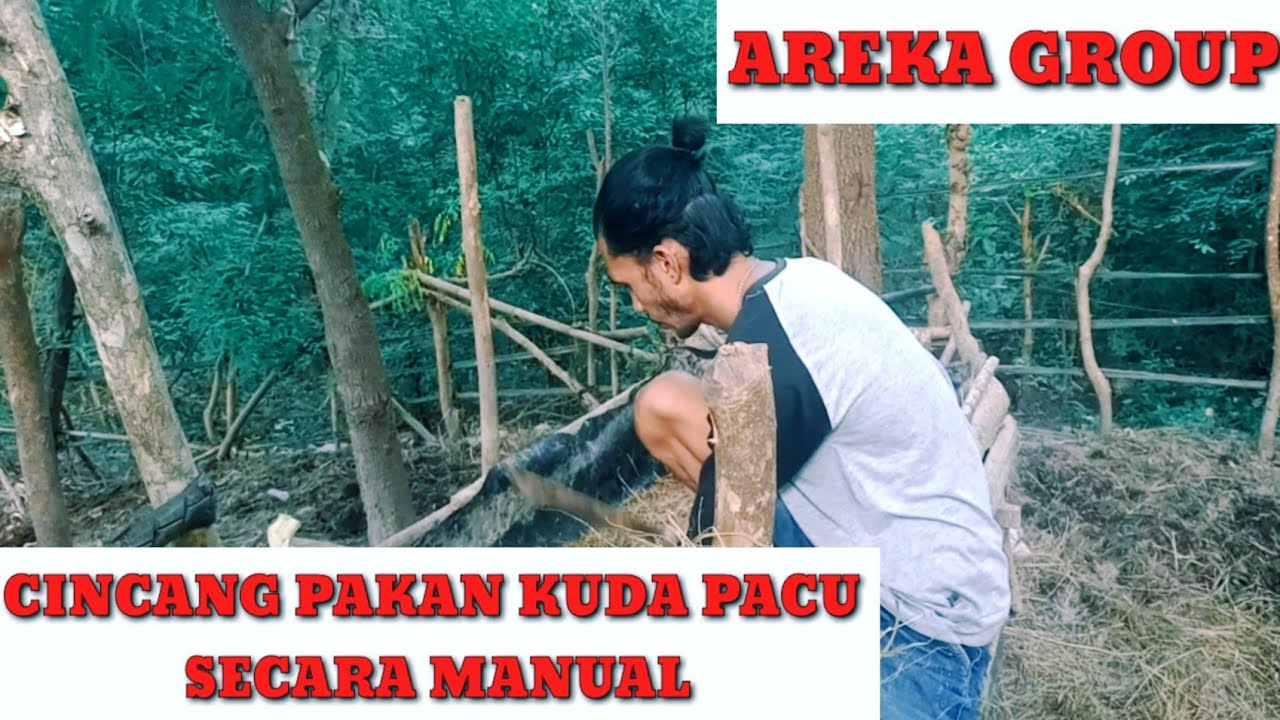 Proses pencacahan atau cincang pakan kuda pacu secara manual - YouTube