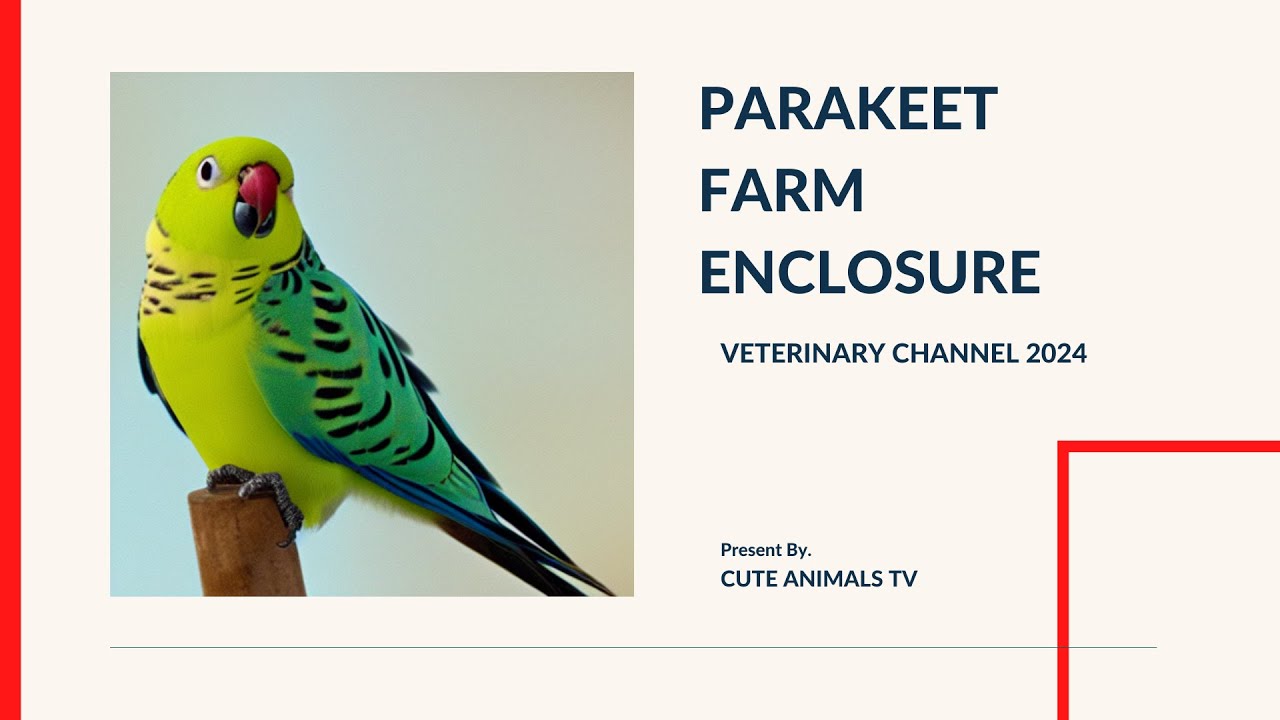 HOW TO BUILD A PARAKEET FARM ENCLOSURE - YouTube
