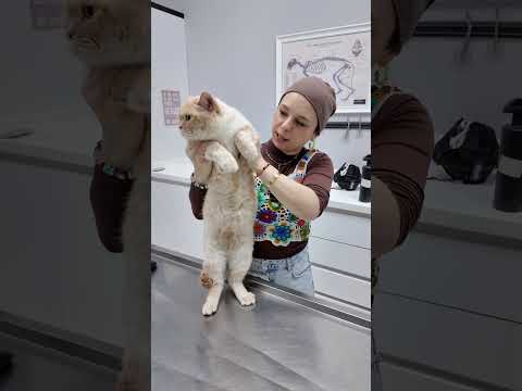 Balık etli mi obez mi😅😅