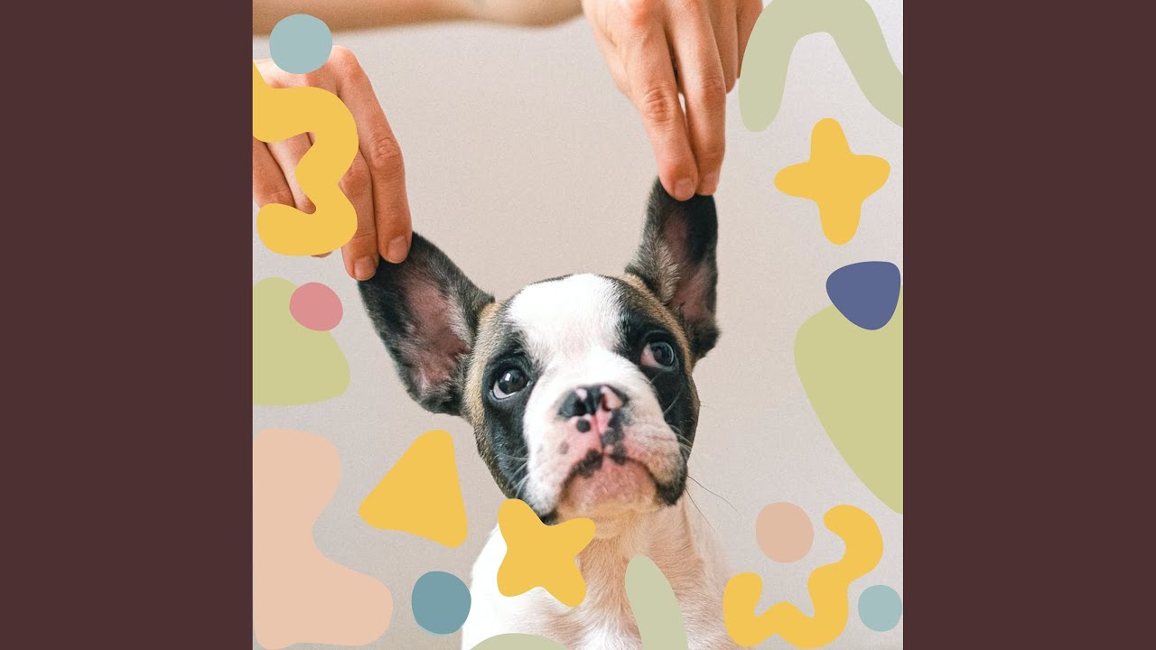 Terrific Moods for Awake Dogs - YouTube