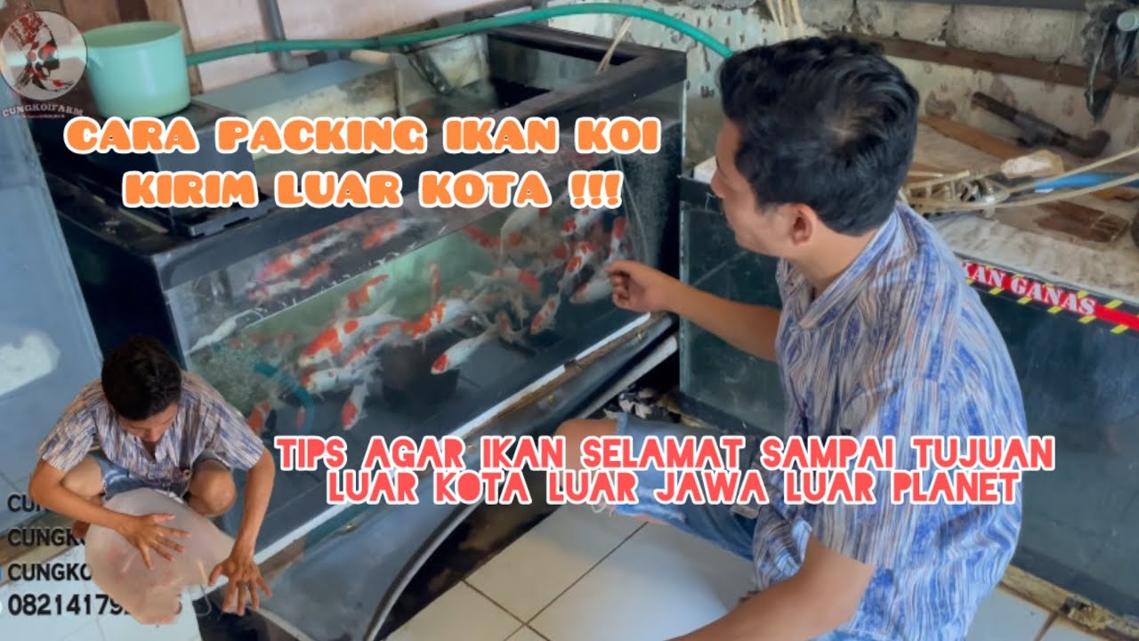 TIPS CARA PACKING KIRIM IKAN KOI LUAR KOTA LUAR JAWA LUAR PLANET. TIPS ...