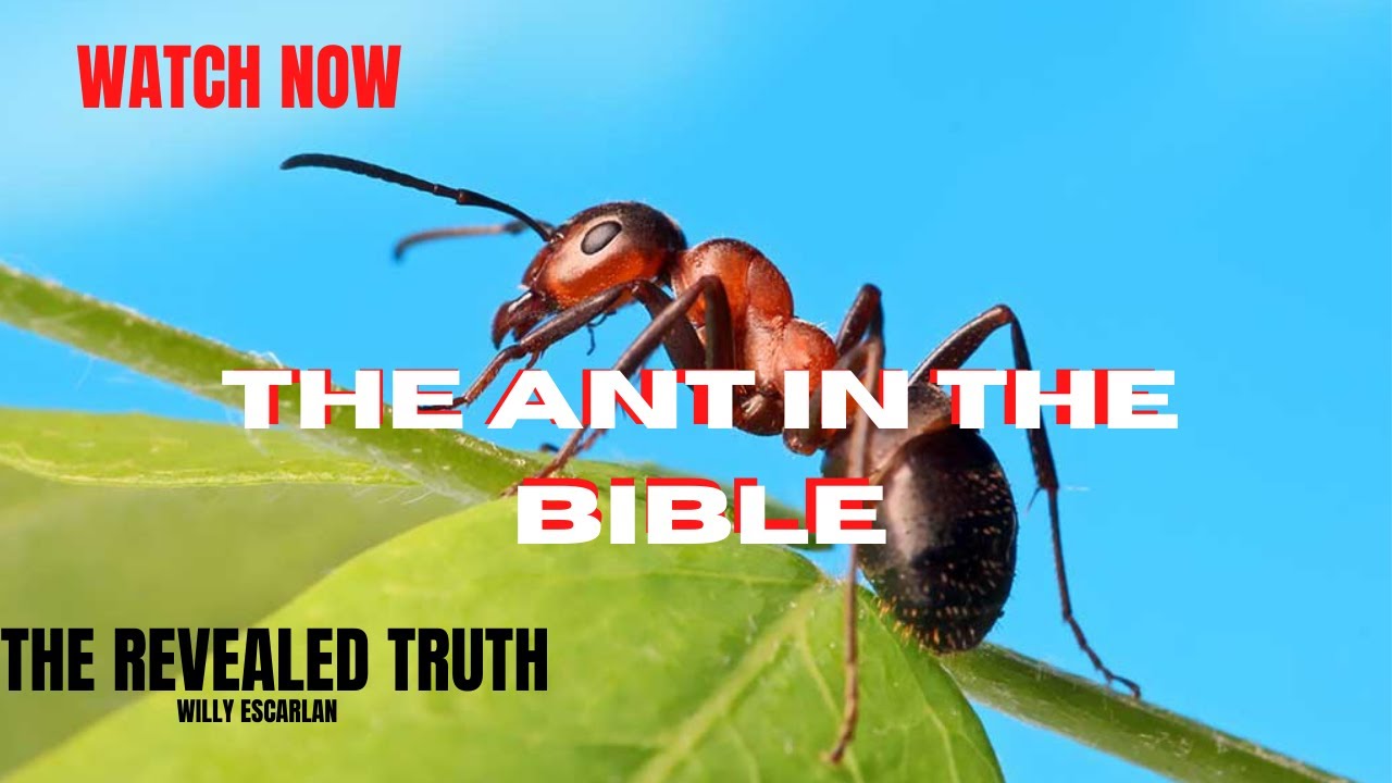 THE ANT IN THE BIBLE - YouTube