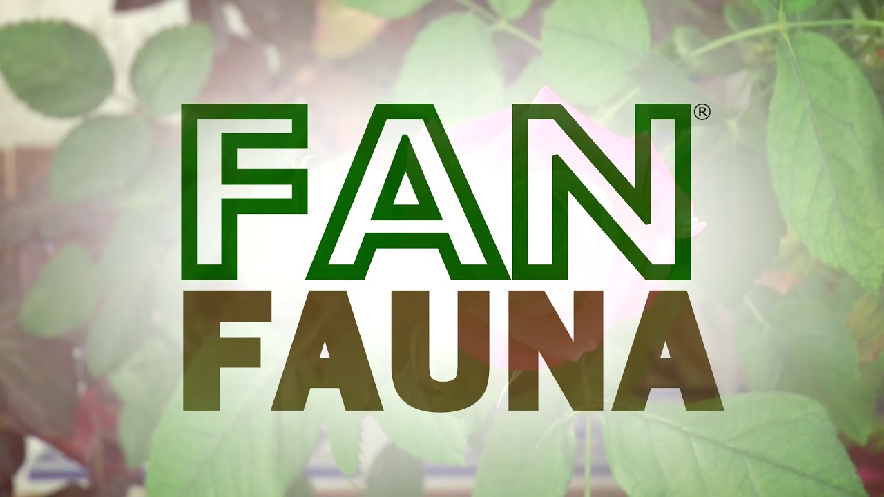 FAN FAUNA T3 P8 - YouTube