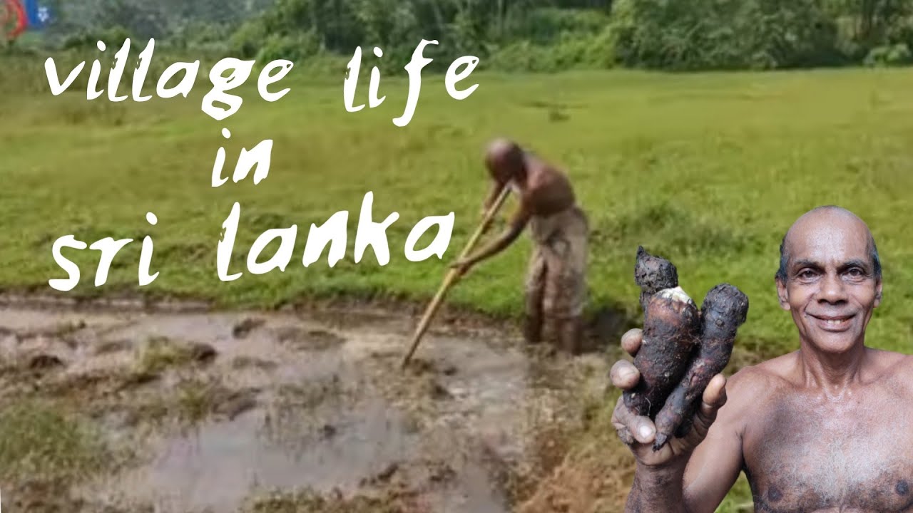 kiriala with coconut # village life # kiri ala - YouTube