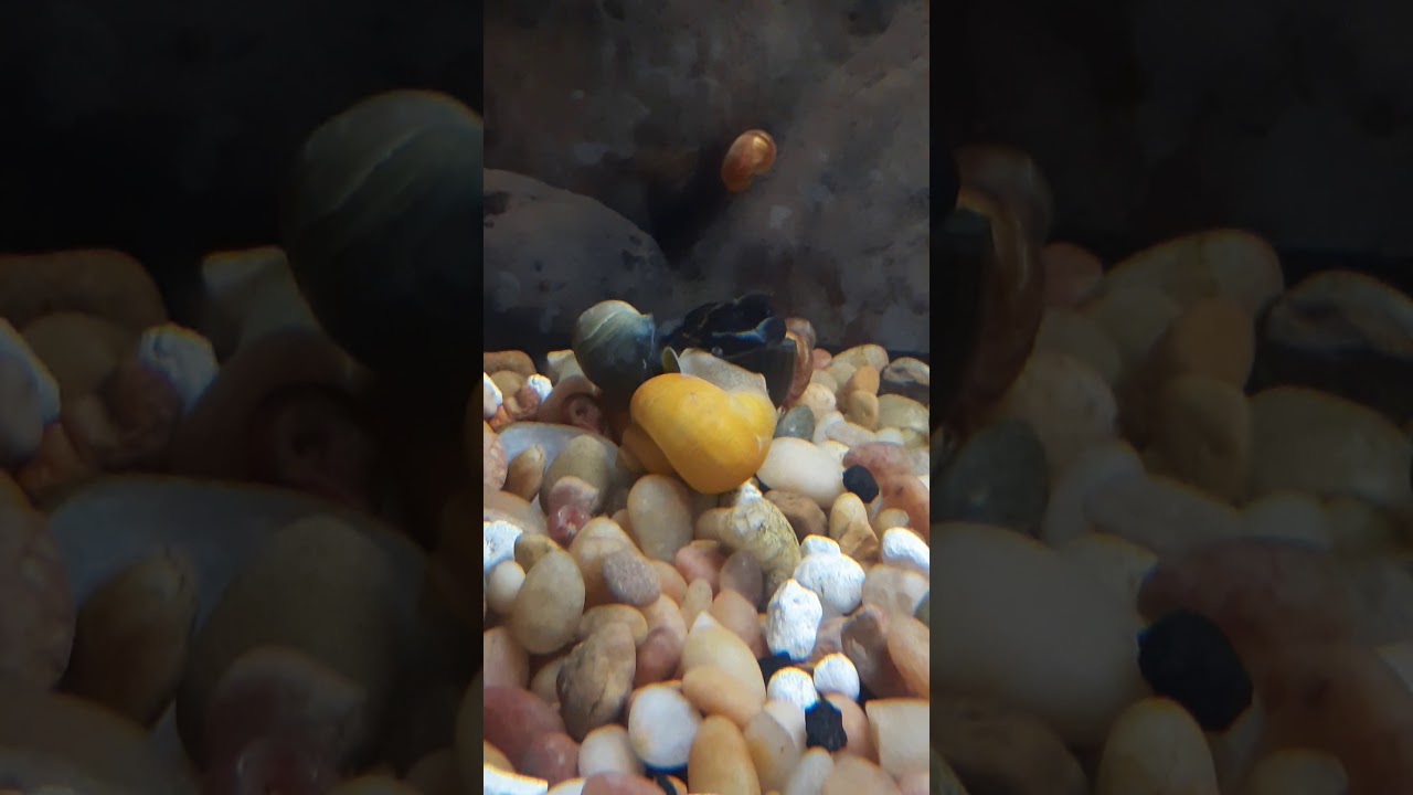 Mystery Snail Fight Night - YouTube