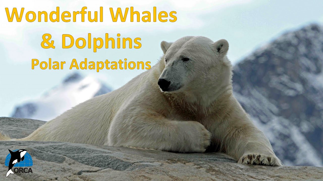 ORCA Lesson 16: Polar Adaptations Part 3 - YouTube