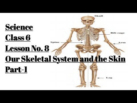 Science/Class 6/Lesson No. 8/Our Skeletal System and the Skin/Part-1 ...