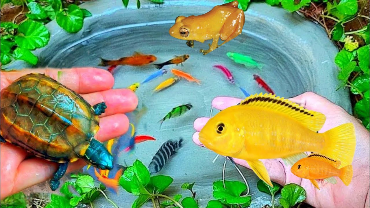 Catch colorful fish, koi fish, goldfish, glowfish, betta fish, gourami ...
