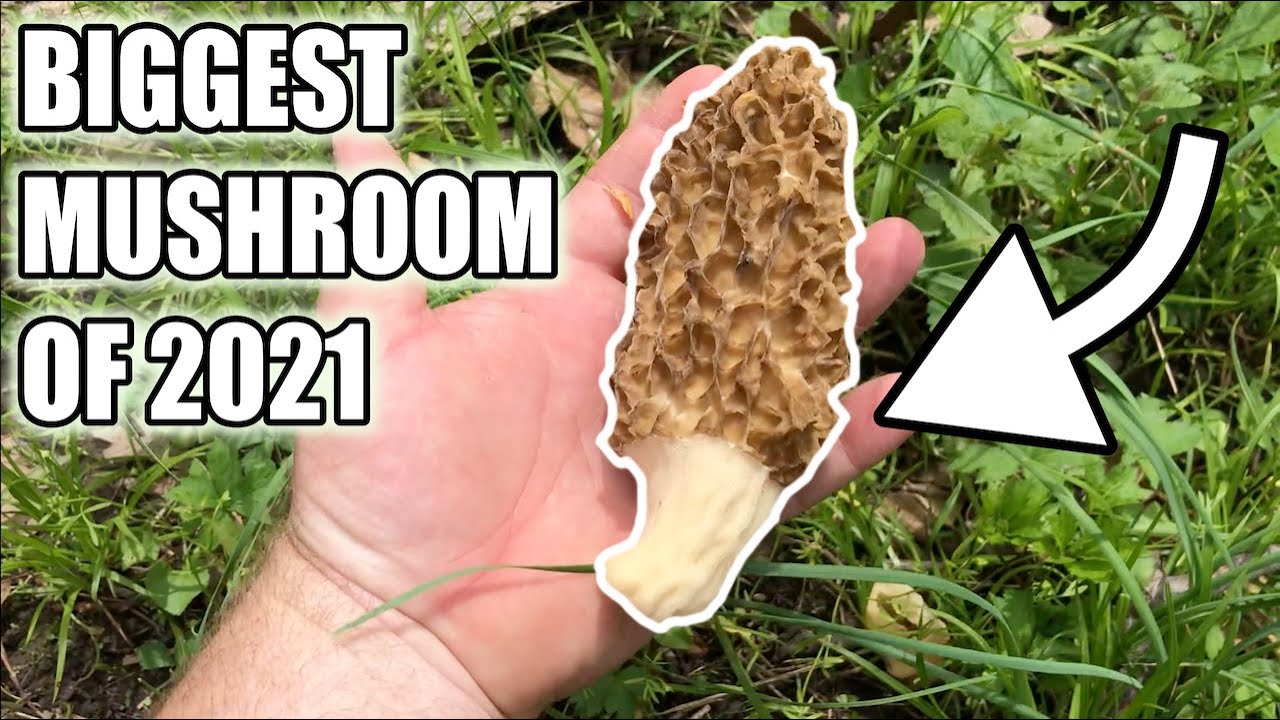 Incredible Indiana Giant Morels in a Small Patch (Biggest) #shorts ...