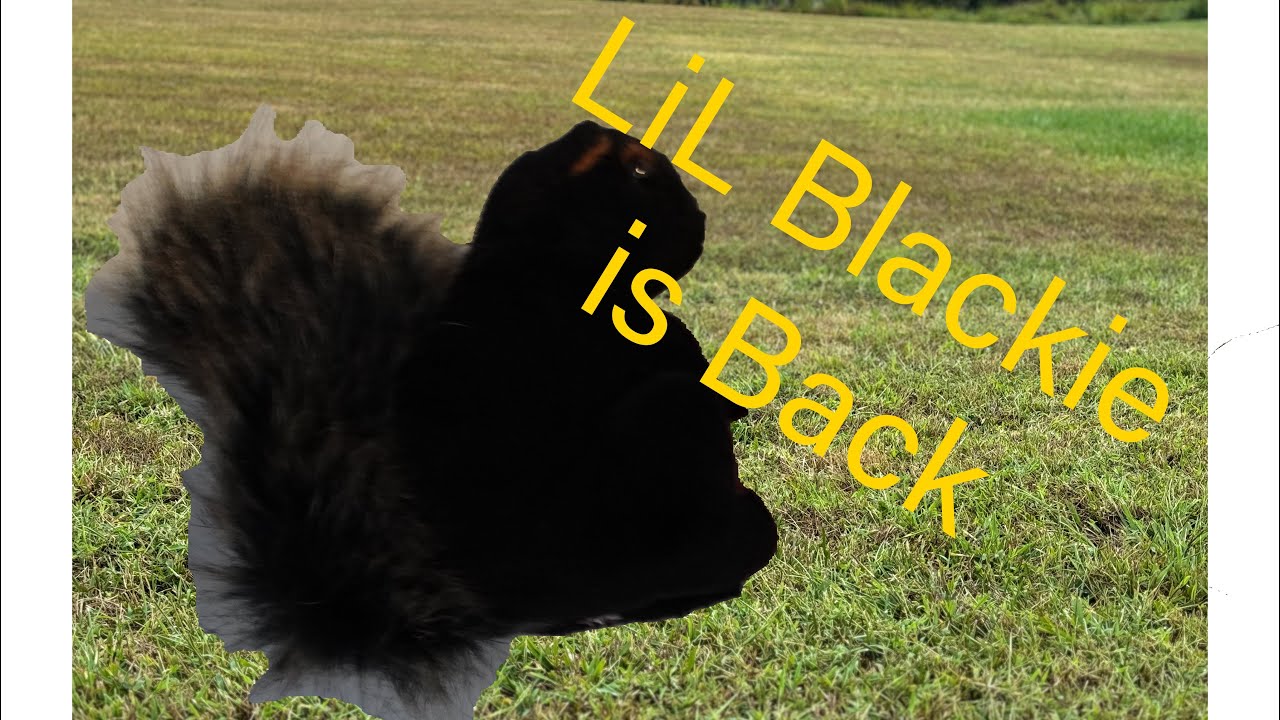 LiL Blackie is Back - YouTube