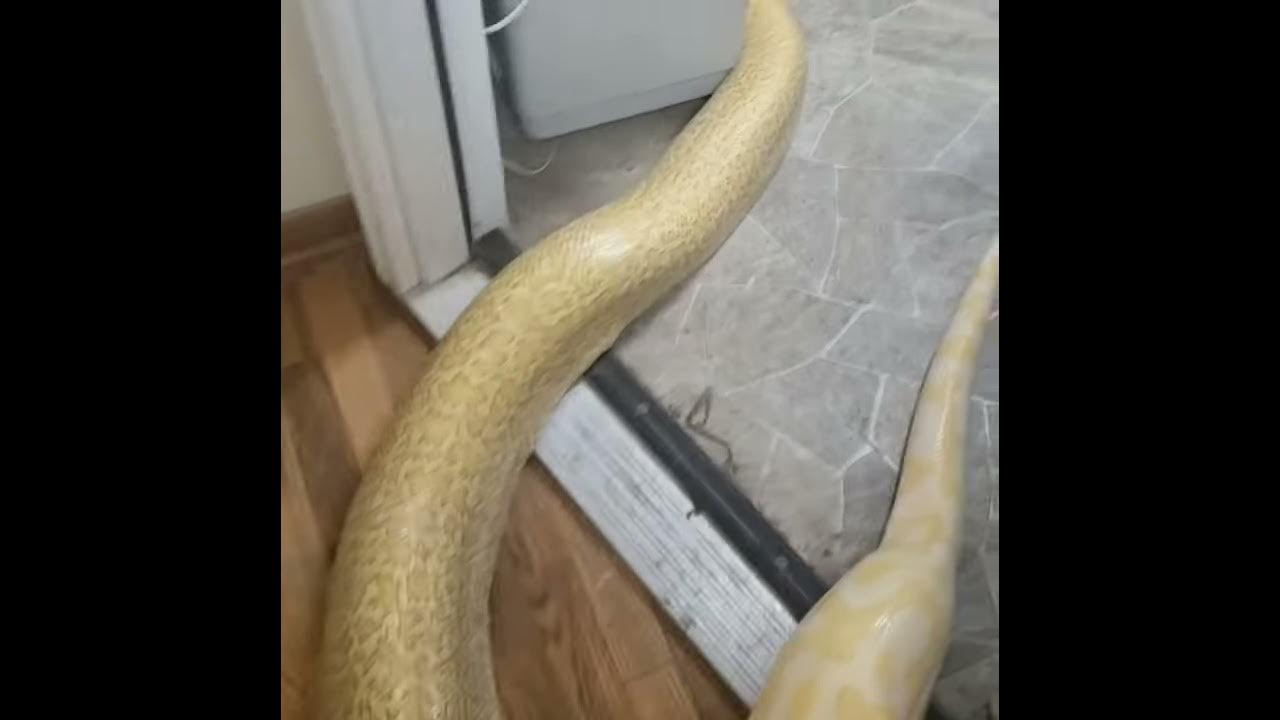 Big Burmese Pythons - YouTube