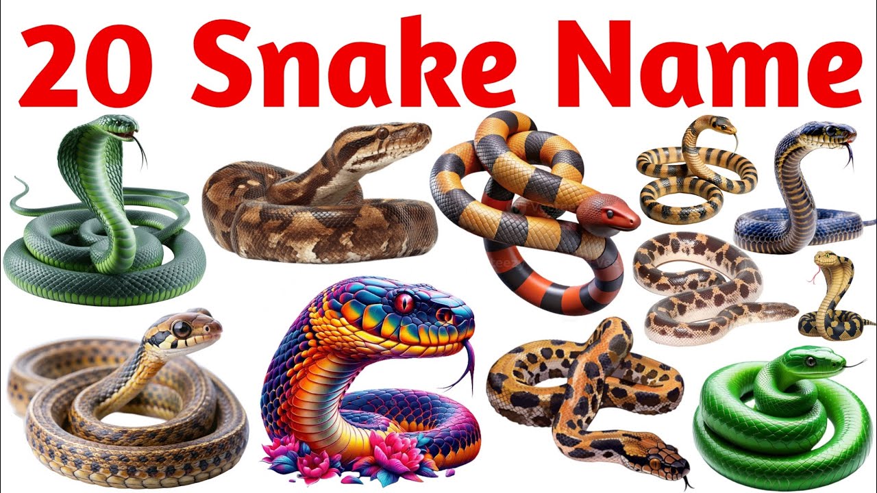 Snake Name | Learn 20 Snake Name in English for Kids | Preschool ...