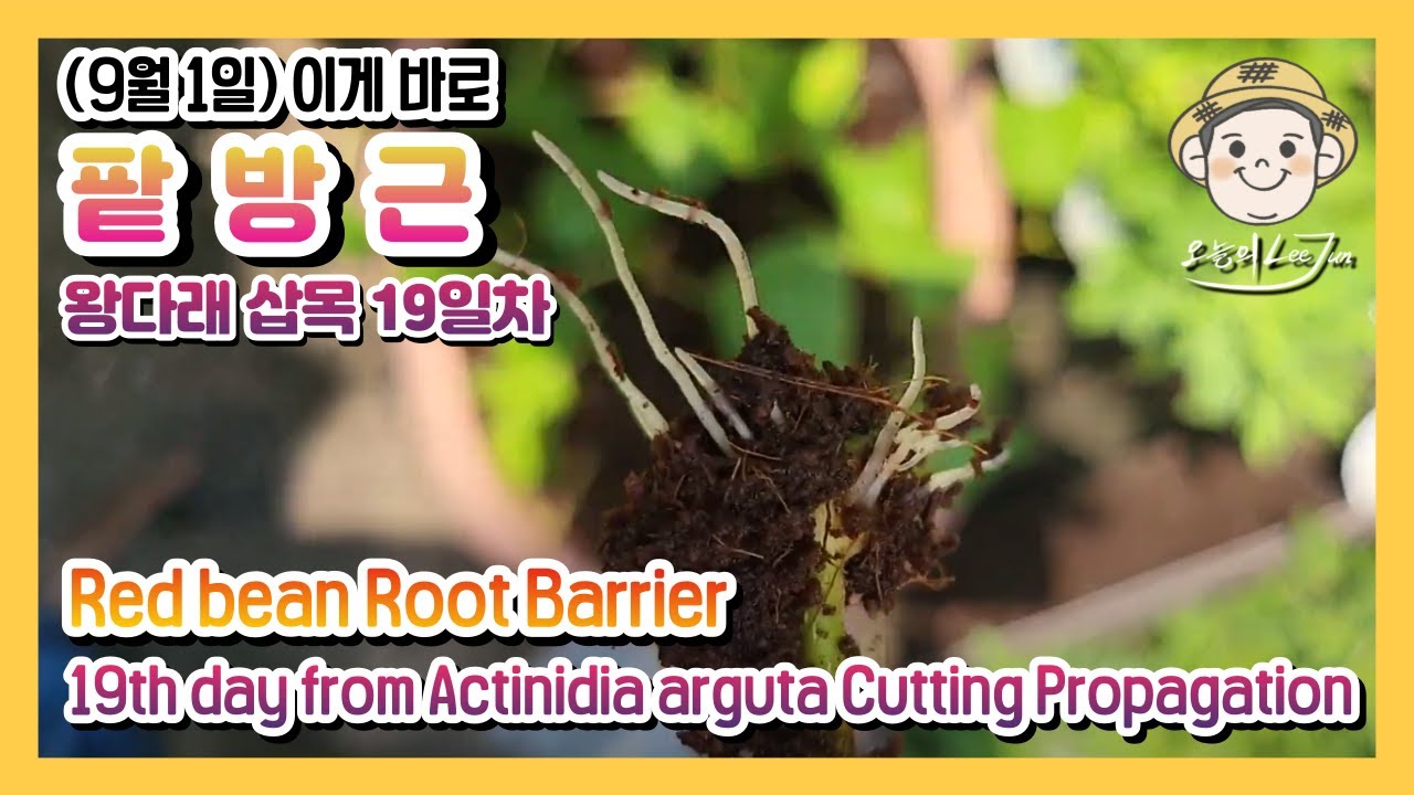 왕다래삽목 19일차 발근모습. [Red Bean Root Barrier : 19th day from Actinidia ...