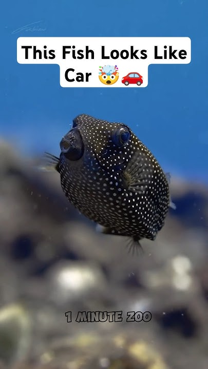 🤯 The Fish That Inspired Car Designs! #shorts #fish - YouTube