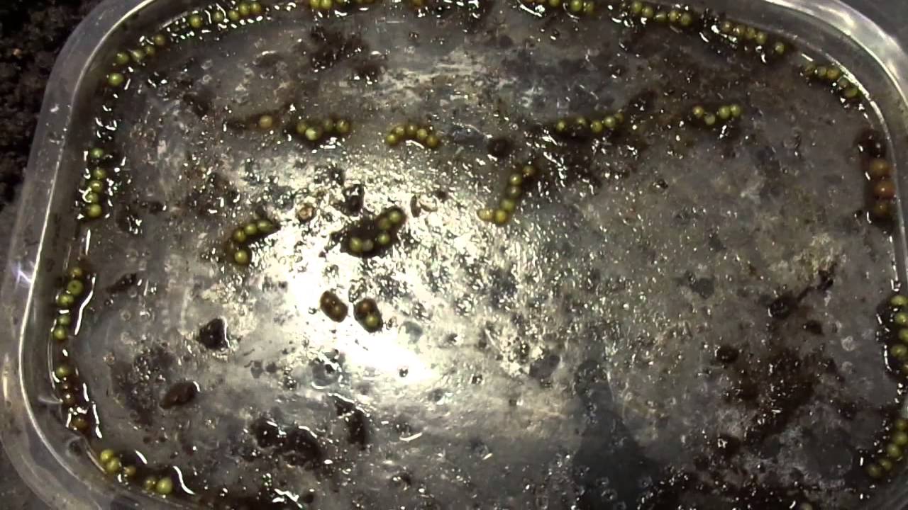 Dendrodrilus rubidus холодостойкость 17.12.2014 1 - YouTube