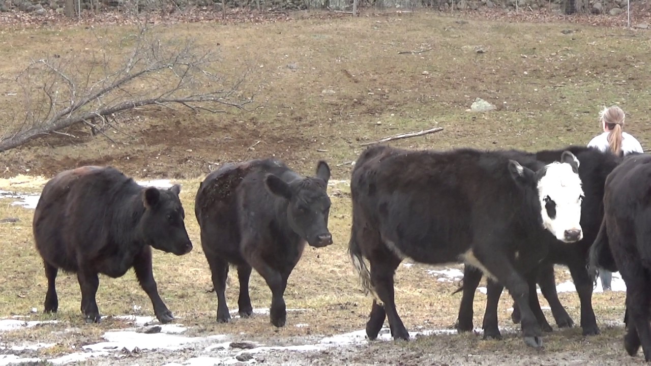 Mace gather cows 2-25-17 - YouTube