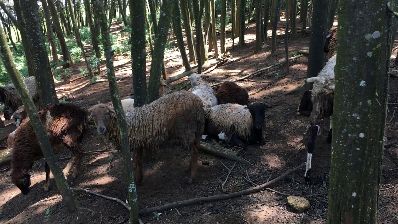Zulu Sheep Farming in Southern Africa - YouTube