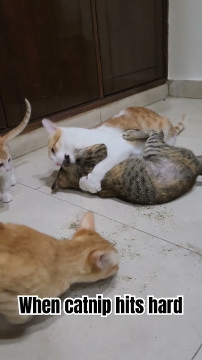 when catnip hits hard #cat #catshorts #catnip #shorts #viral #trending #funnyshorts #cute - YouTube
