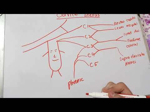 Cervical Plexus | Easy Drawing in 2 minutes | With and without Ansa ...