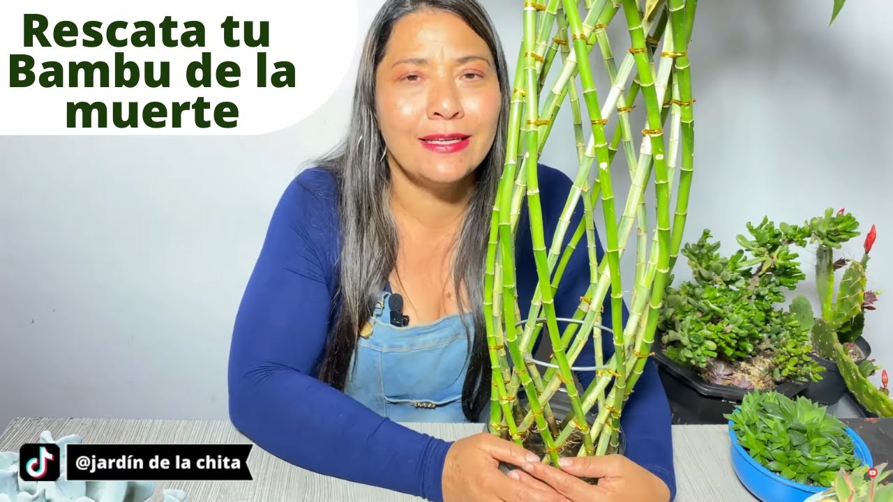 Como salvar tu bambu cuando esta deteriorado - YouTube