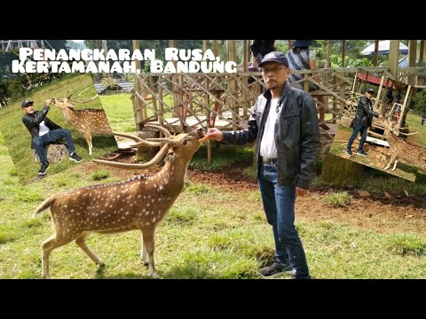 Penangkaran Rusa, Kertamanah, Bandung. - YouTube