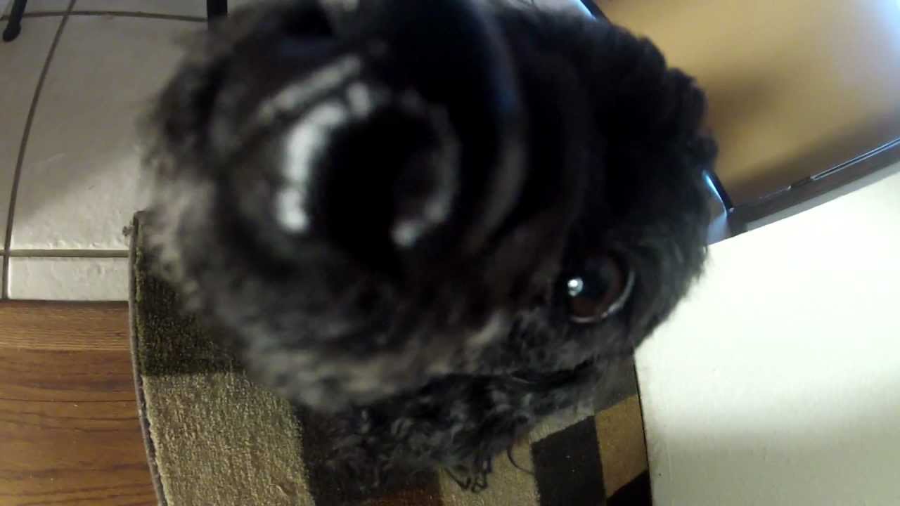 GoPro HD: My dog sniffing my camera - YouTube