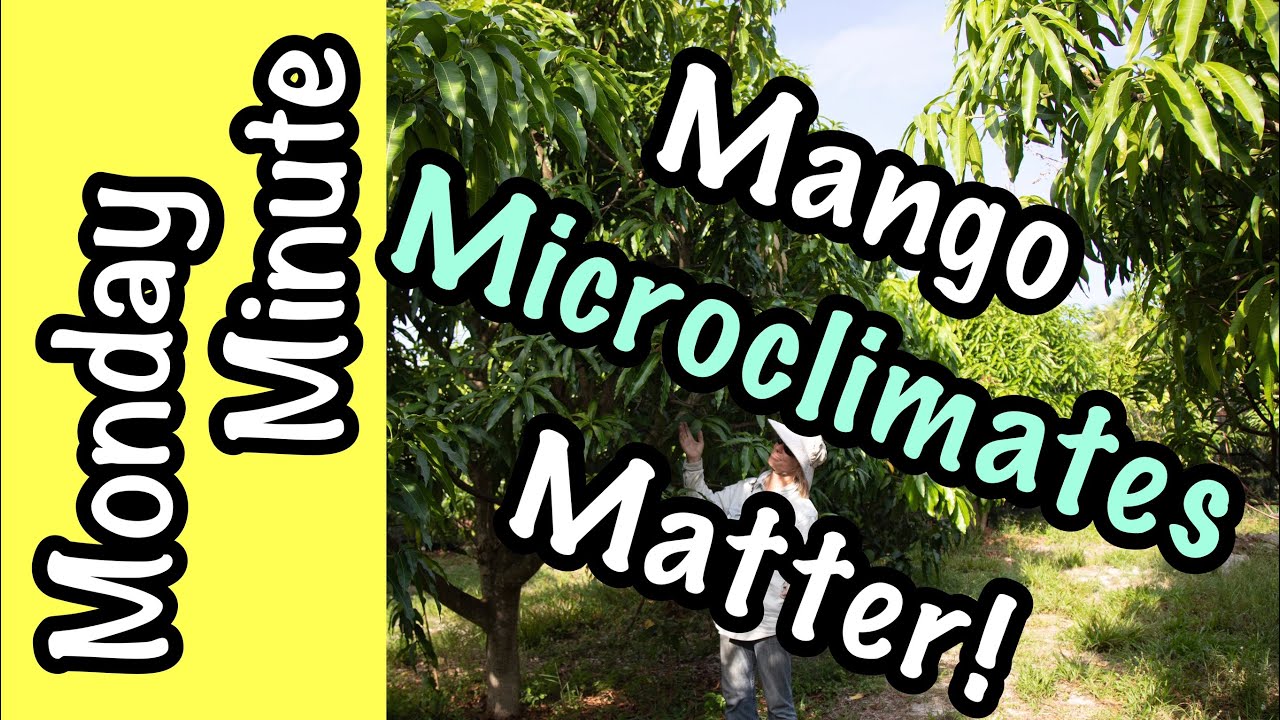 Monday Minute- Mango Microclimates Matter! - YouTube