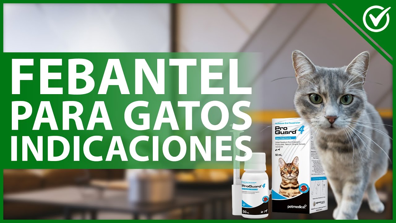 😺 FEBANTEL para GATOS: Qué es, dosis y efectos secundarios 💊😺 - YouTube