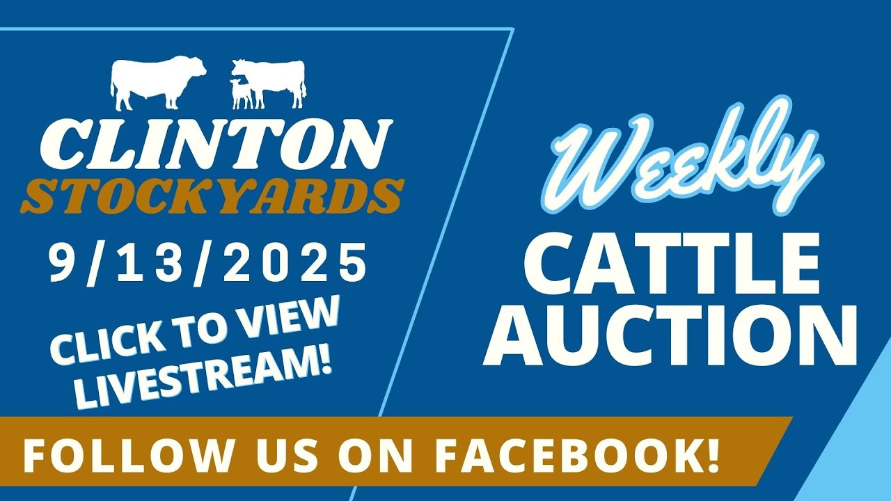 9/13/2025 - Cattle Auction - Clinton Stockyards - YouTube