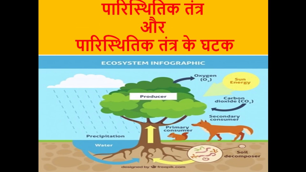 Ecosystem And ecosystem-and